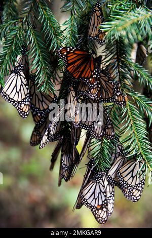 Monarch butterflies cluster in the Amanalco de Becerra sanctuary, on ...