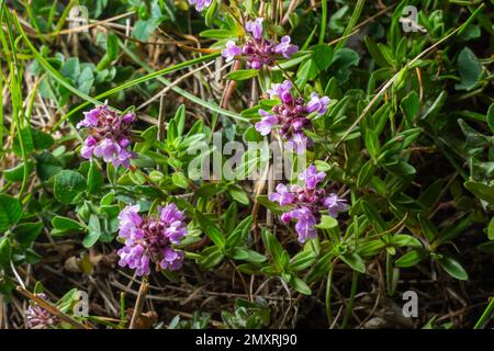 Blühender Duft Thymus serpyllum, Breckland Wildthymian, Kriechthymian ...