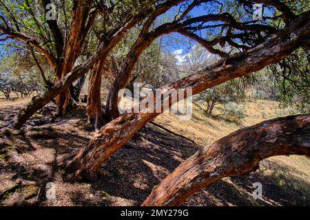 Der Papierbaum (Polylepis incana), wunderschöne Details des ...