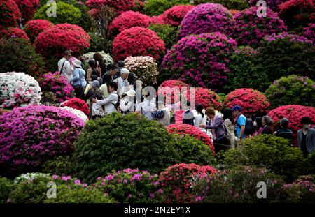 Visitors walk through azalea blossoms at Nezu Shrine on a mild spring ...