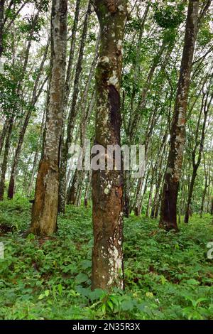 Gummibaum, Pará-Gummibaum, Kautschukbaum, Gummibaum, Hévéa, Hévéa du ...