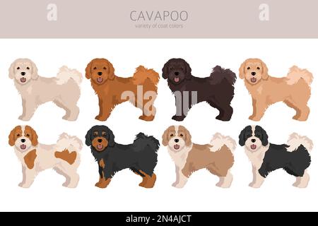 Cavapoo Mischung Rasse Cliparts. Verschiedene Posen, Fellfarben ...