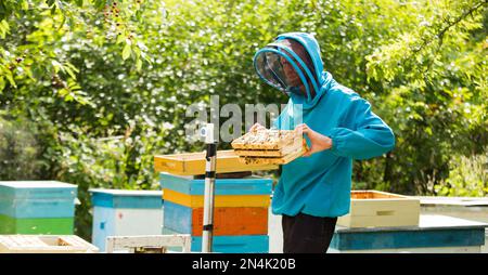 Der Imker gibt den Rahmen wieder in den Bienenstock zurück. Wir ...