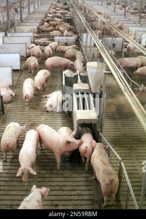 In this March 3, 2014 photo sows at Fair Oaks Farms in Fair Oaks, Ind ...