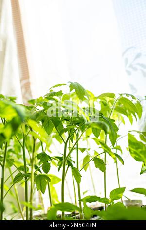 Setzlinge von Tomaten am Fenster, Wachstum und Entwicklung von Pflanzen ...