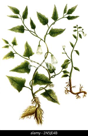 Botanik, Pflanze, Convolvulus, Pflanzen aus der Gattung Winde, Windern ...