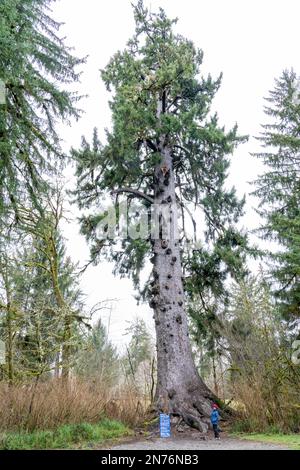 Quinault, Washington, USA. Eine Frau, die vor dem größten Sitka ...