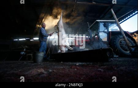 A butcher burns skin off a pig during a traditional hog-killing in the ...