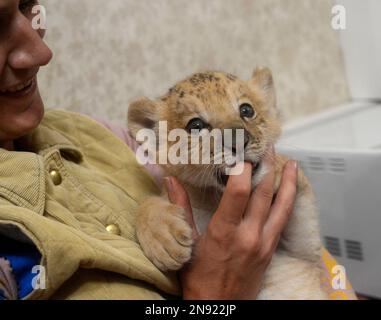 Female liliger cub Kiara, a hybrid between a lion and a ligress, at the Novosibirsk Zoo, in ...