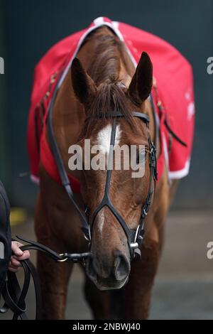 Midnight River bei einem Besuch der Stallungen von Dan Skelton in Lodge ...