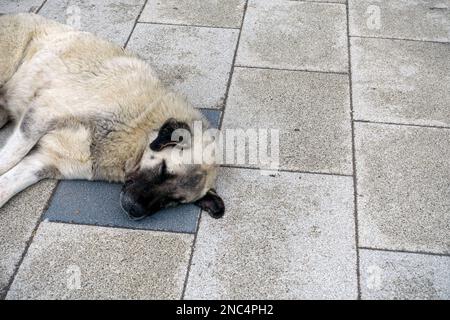 Der große Hund, dem die Menschen egal sind, liegt auf dem Bürgersteig ...