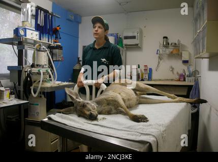 Angelina, a 7-year-old Red Kangaroo suffering from Lumpy Jaw disease ...