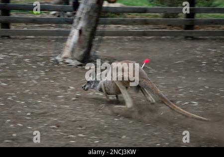Angelina, a 7-year-old Red Kangaroo suffering from Lumpy Jaw disease ...