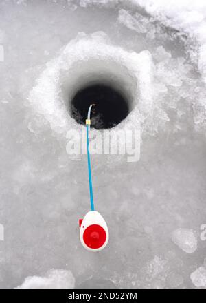 Tiefgefrorener kleiner Barsch auf Schnee und Eis. Fang beim ...