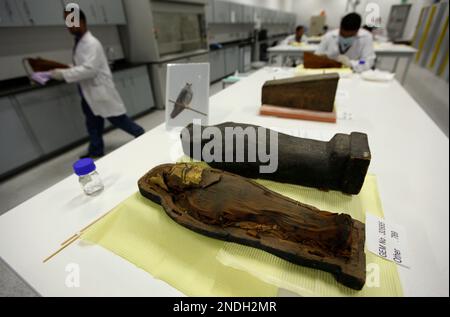 An Egyptian archeological technician works at a pharonic falcon mummy ...