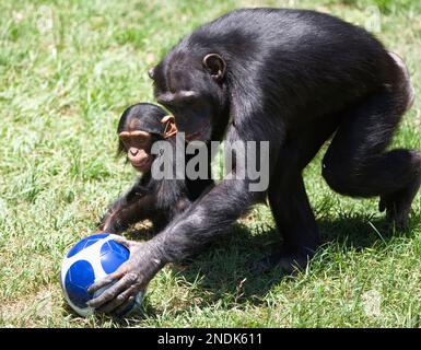 Chimpanzees play with a soccer ball a day before the opening of the ...