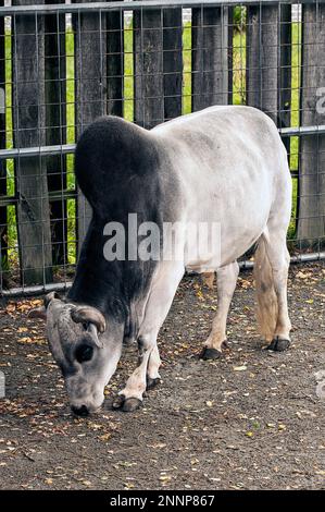 Zebu-Rinder, Zebus oder Buckel Rinder (Bos Primigenius Indicus) mit ...