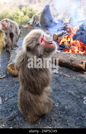 Monkeys warm themselves in an open-air fire at the Japan Monkey Park in ...