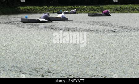 Farmers gather water shield (brasenia schreberi, junsai in Japanese) at ...