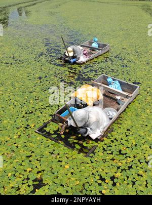 Farmers gather water shield (brasenia schreberi, junsai in Japanese) at ...