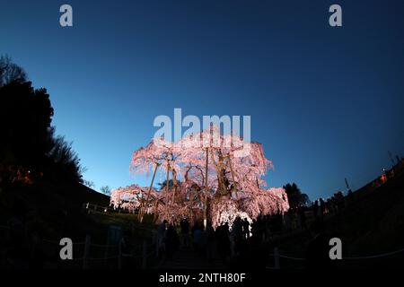 A picture shows illuminated weeping cherry tree, Miharu Takizakura, in ...