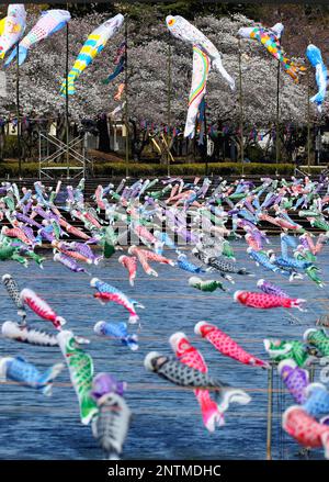 Approximately 4,300 koinobori, carp streamers fly over the Tsuruutagawa ...