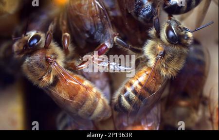 At Apple Blossom Honey Farm a nucleus bee hive of young Minnesota ...