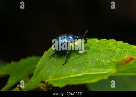Weevil Beetle Rhynchites bacchus auf einem grünen Blatt. Schädling für ...