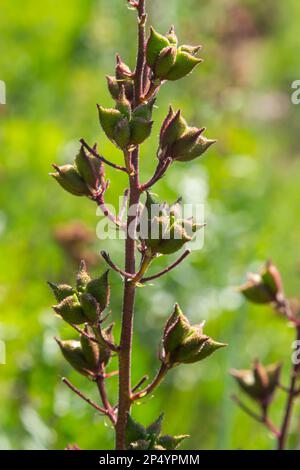 Samen auf Stängeln Dictamnus Albus ist eine Gattung von Blütenpflanzen ...