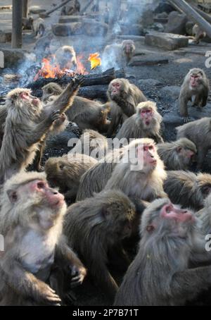 Monkeys warm themselves in an open-air fire at the Japan Monkey Park in ...