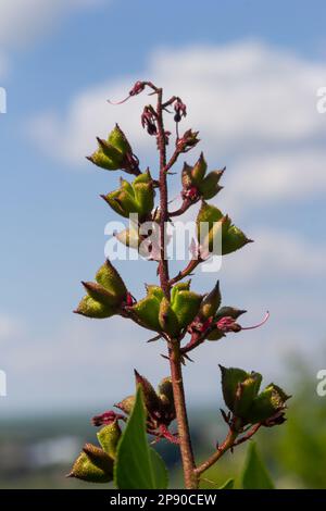 Samen auf Stängeln Dictamnus Albus ist eine Gattung von Blütenpflanzen ...