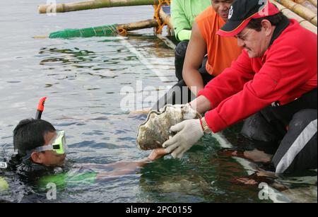 A giant clam, locally known as "Taklobo," squirts as Mayor Edward ...