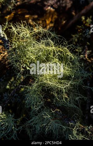 Nahaufnahme von Lichen Usnea Filipendula und einer Parasitenpflanze in ...