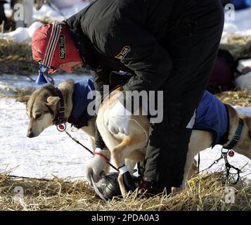 Hans Gatt, of Atlin, British Columbia, Canada, drives his dog team up ...