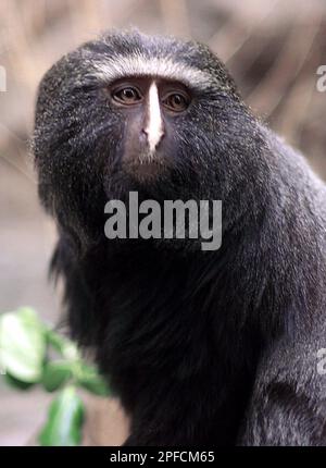 A Hamlyn owl-faced monkey, seen Monday, Nov. 29, 1999, at the San ...