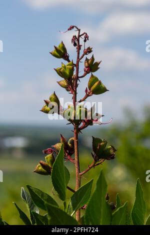 Samen auf Stängeln Dictamnus Albus ist eine Gattung von Blütenpflanzen ...