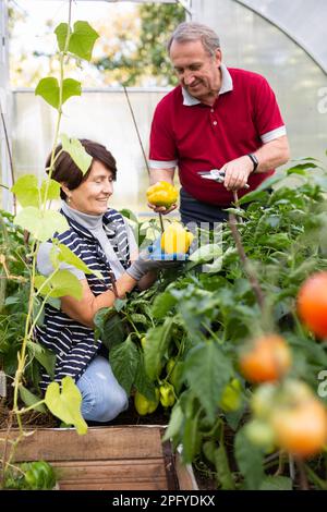 Tomaten Und Paprika Zusammen Im Gewachshaus