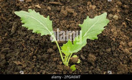 Kohlrabi Setzlinge Jungpflanzen Knollen Bio Detail Gewächshausfolie ...