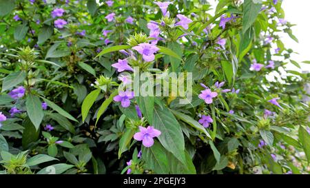 Landschaft der Blumen von Barleria cristata auch bekannt als Philippine ...
