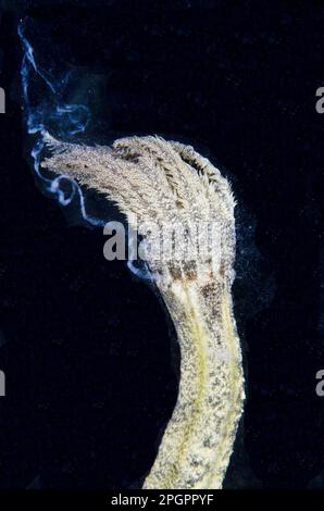 Seegurke Wurm entdeckt, Feder Mund Seegurke oder Riesen Synaptid ...