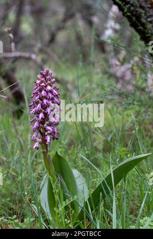 Riesige Orchidee in voller Blüte zu Beginn des Frühlings in freier ...