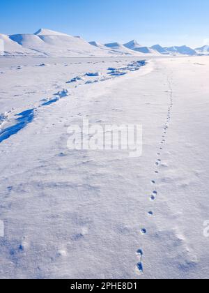 Spuren von Polarfuchs (Weißfuchs, Polarfuchs, Schneefuchs, Vulpes ...