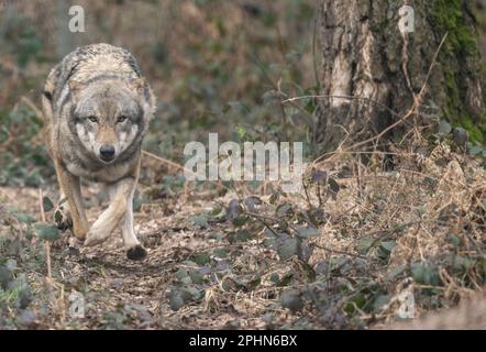 Hanau, Deutschland. 29. März 2023. Ein Wolf läuft durch seine Anlage im ...
