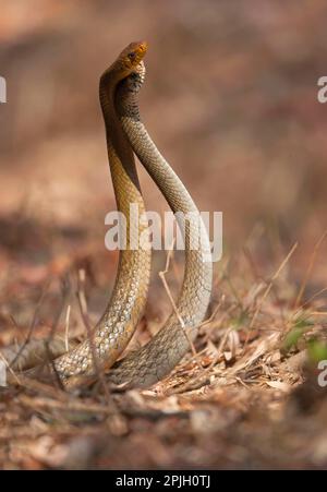 Die indische oder orientalische Rattenschlange (Ptyas mucosa ...