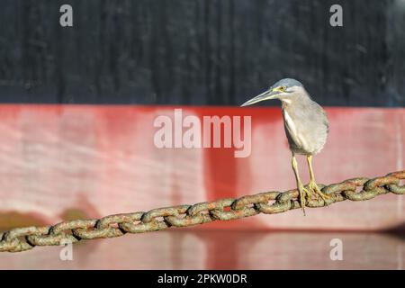 Ein erwachsener Streifenreiher, der eine Helipad-Ankerkette als ...