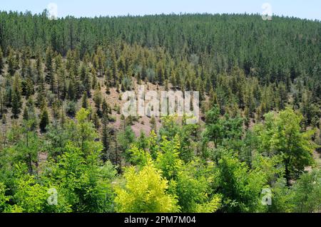 Die weiße Tanne (Abies nordmanniana) ist ein immergrüner Baum, der im ...