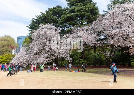 Kirschblüten Tokio, April 2023 und Kirschblüten im Shinjuku Gyoen Park ...