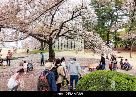 Kirschblüten Tokio, April 2023 und Kirschblüten im Shinjuku Gyoen Park ...