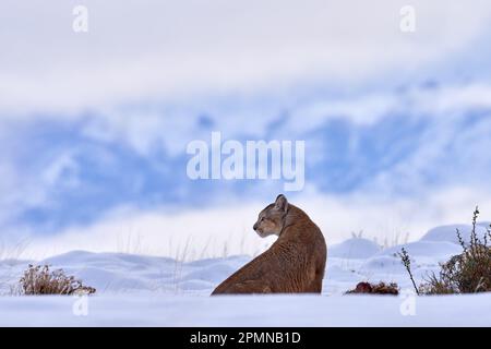 Puma isst Guancao-Kadaver, Skelett im Mund, Maulkorb mit Zunge ...