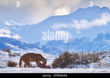 Puma isst Guancao-Kadaver, Skelett im Mund, Maulkorb mit Zunge ...